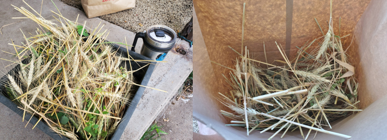 Growing Wheat in Your Home Garden – Pueblo County Extension