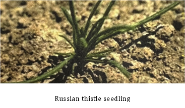 Tumbleweed Management – Pueblo County Extension