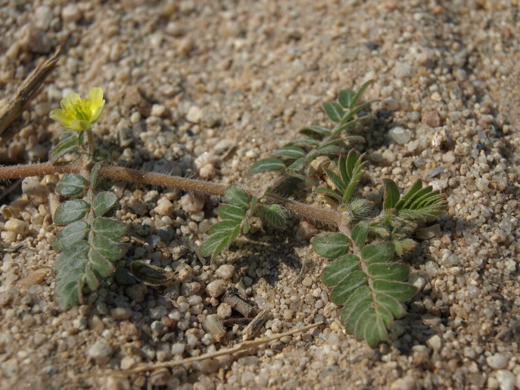 Getting rid of goatheads – Pueblo County Extension